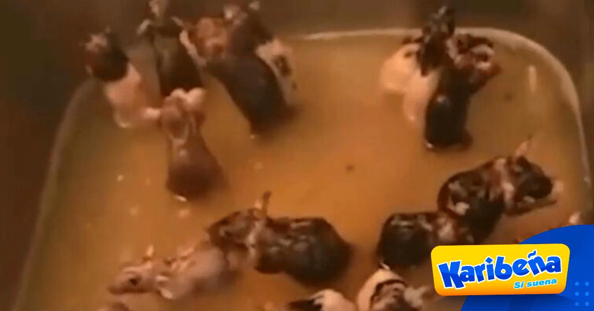 Mujer cría 50 ratas como mascotas y hasta las baña en su cocina - Karibeña